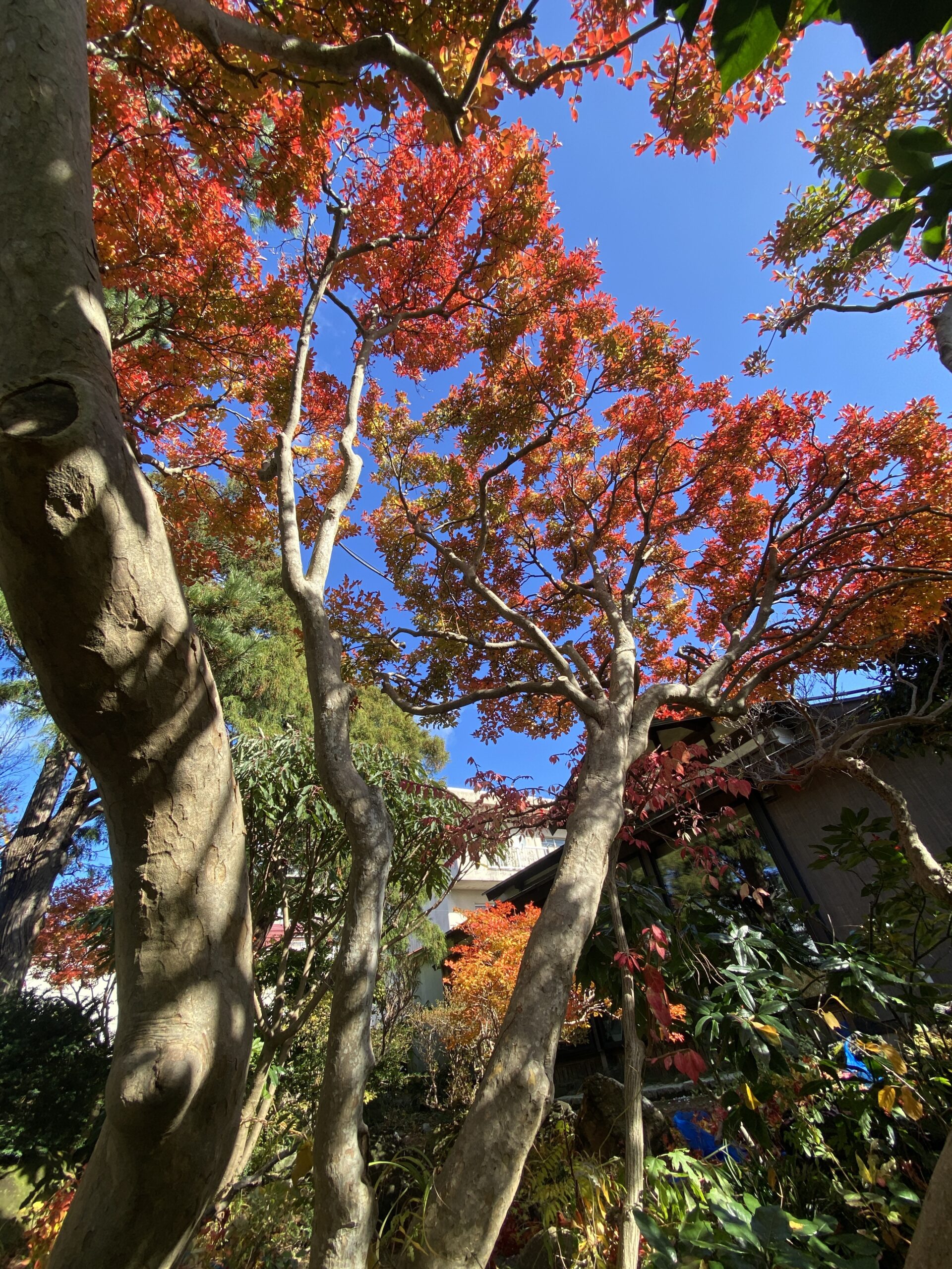 img_7931 | 大類造苑